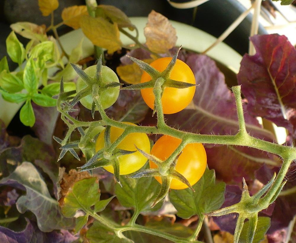 Photo of the fruit of Tomato (Solanum lycopersicum 'Sweet Gold') posted ...