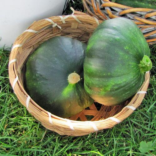 Summer Squash (Cucurbita pepo 'Total Eclipse') in the Gourds, Squashes ...