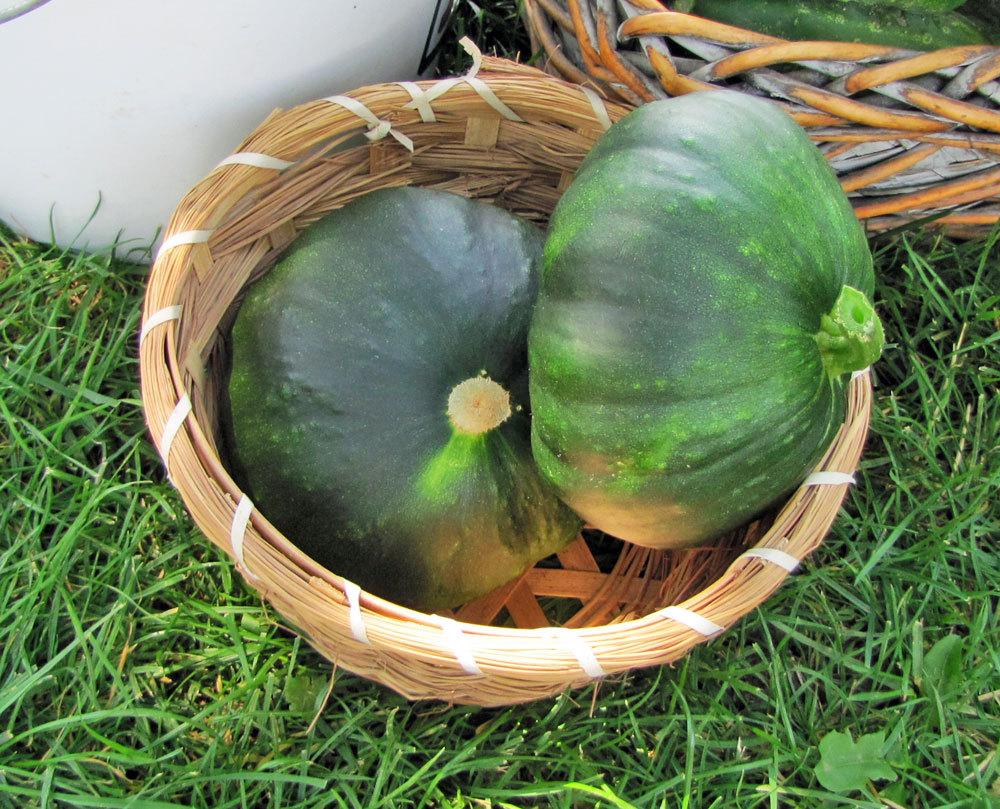 Summer Squash (Cucurbita pepo 'Total Eclipse') in the Gourds, Squashes ...