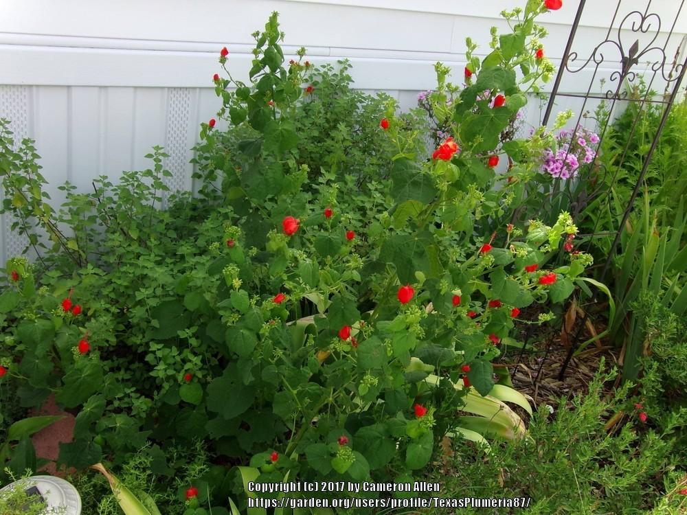 Photo of the entire plant of Turk's Cap (Malvaviscus arboreus var. drummondii) posted by ...