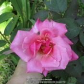 Photo of the bloom of Rose (Rosa 'First Prize') posted by Mike - Garden.org