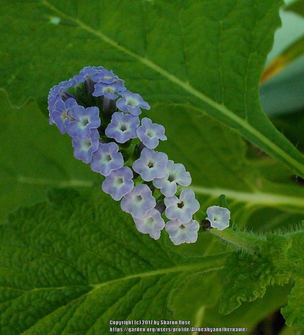Indian Heliotrope (Heliotropium indicum) - Garden.org