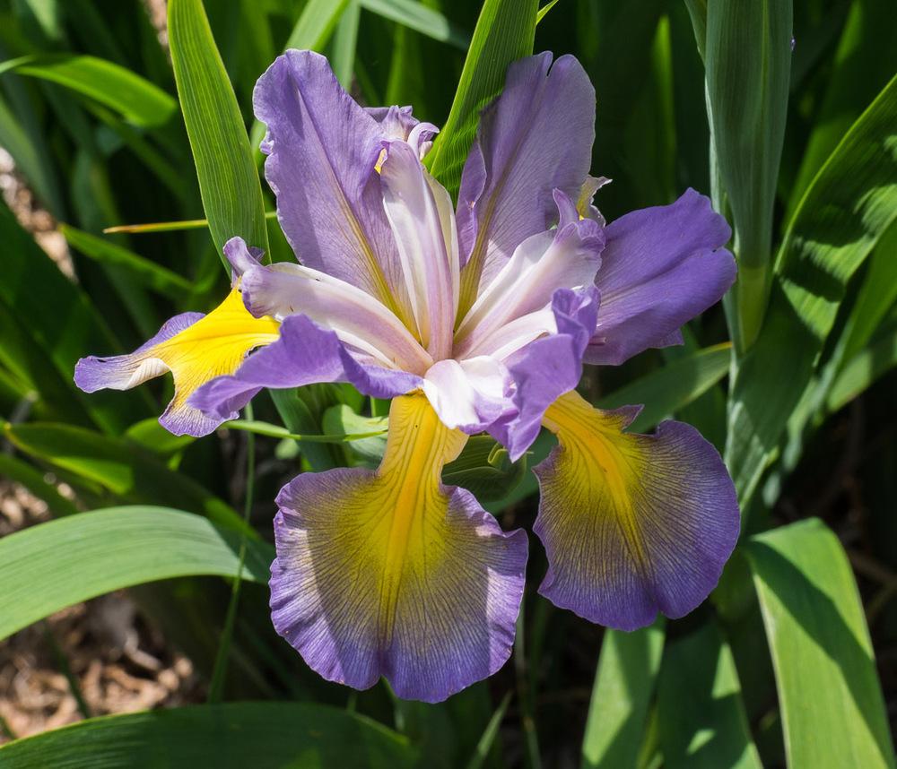 Spuria Iris (Iris 'Lemon Dilemma') in the Irises Database - Garden.org