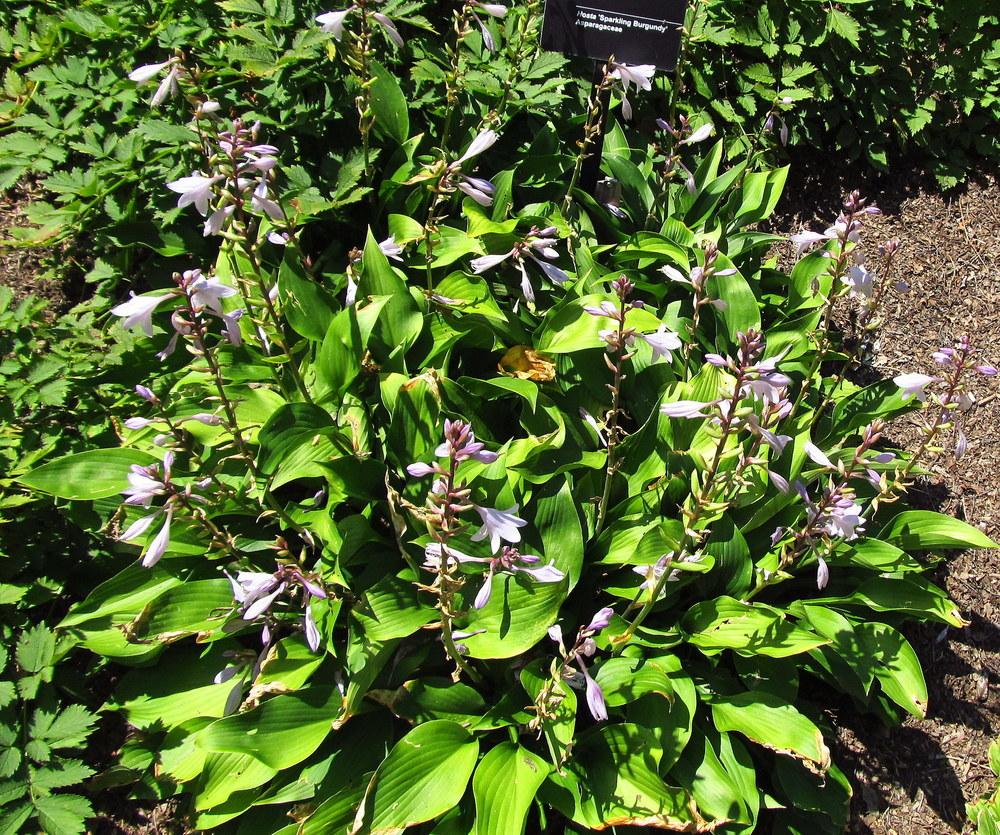 Hosta 'Sparkling Burgundy' in the Hostas Database - Garden.org