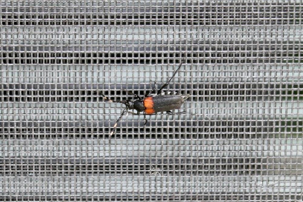 ID for a beetle? in the Insect and Bug ID forum - Garden.org