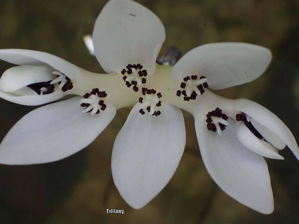 Photo of the bloom of Water Hawthorne (Aponogeton distachyos) posted by ...