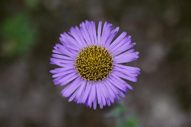 Aster (Aster himalaicus) in the Asters Database - Garden.org