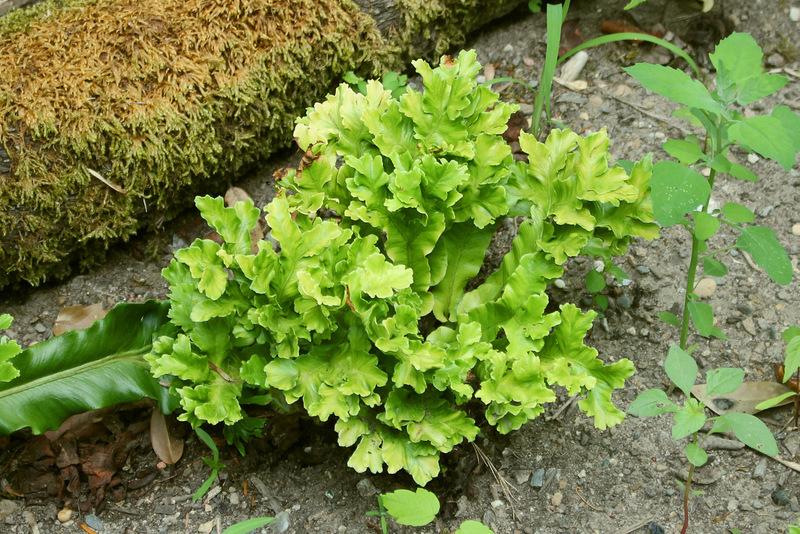 Photo of the entire plant of Crested Hart's Tongue Fern (Asplenium ...