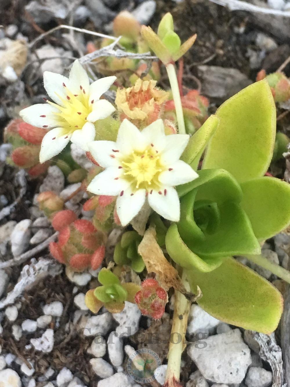 Orostachys: Plant Care and Collection of Varieties - Garden.org