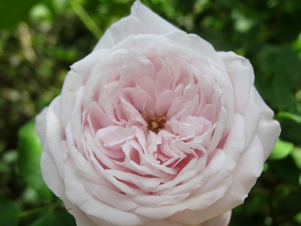 Rose (Rosa 'Coquette des Blanches') in the Roses Database - Garden.org