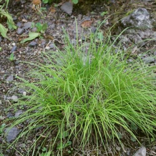 Bird's Foot Sedge (Carex ornithopoda) in the Sedges Database - Garden.org