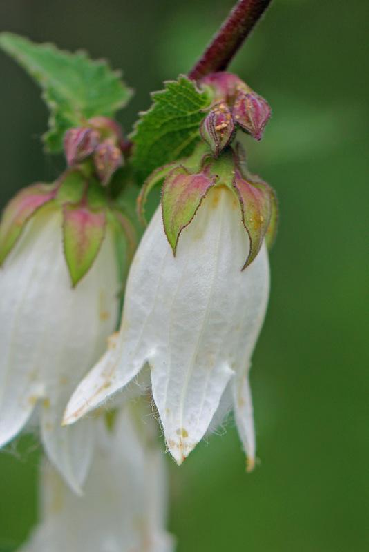 Bellflowers: Plant Care and Collection of Varieties - Garden.org