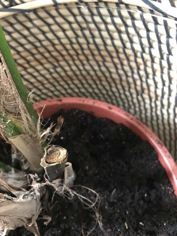 Overwatered Majesty Palm - Do I have root rot? (Pics inside) in the ...