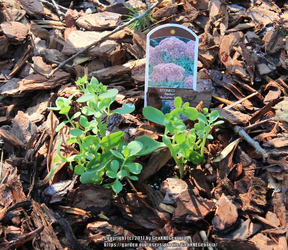 Photo of the seedling or young plant of Stonecrop (Hylotelephium ...