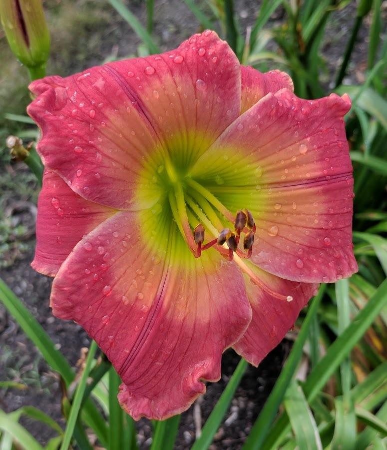 Photo of the bloom of Daylily (Hemerocallis 'Sunset Mesa') posted by ...
