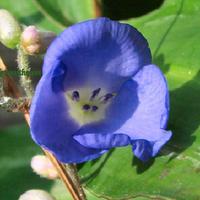 Photo of the bloom of Weeping Blue Ginger (Dichorisandra penduliflora ...