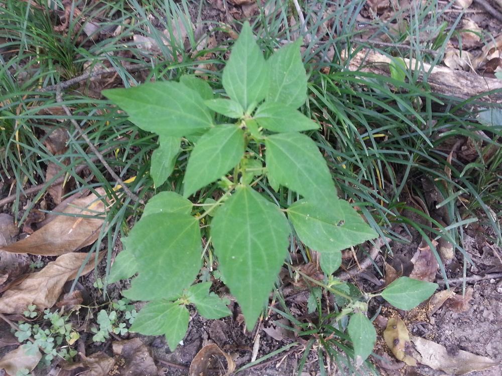Please identify these weeds? trees? plants? I don't know! in the Plant ...