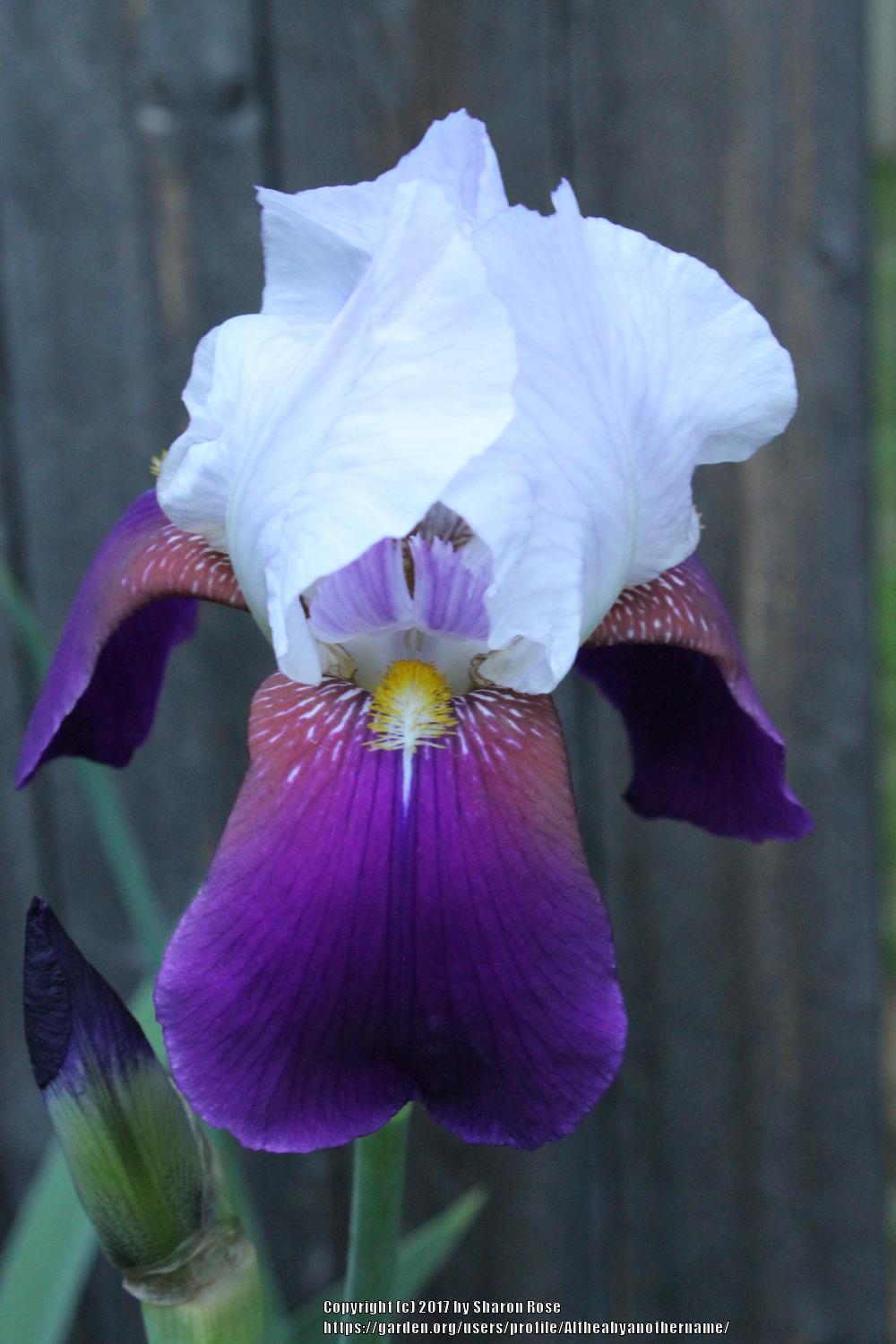 Photo of the bloom of Tall Bearded Iris (Iris 'Helen Collingwood ...