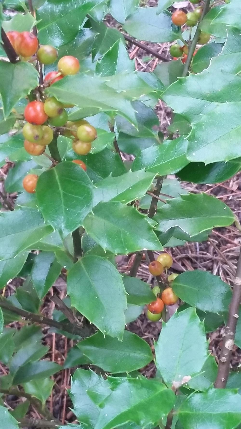 American Holly bush in Winter's Hollies - Garden.org