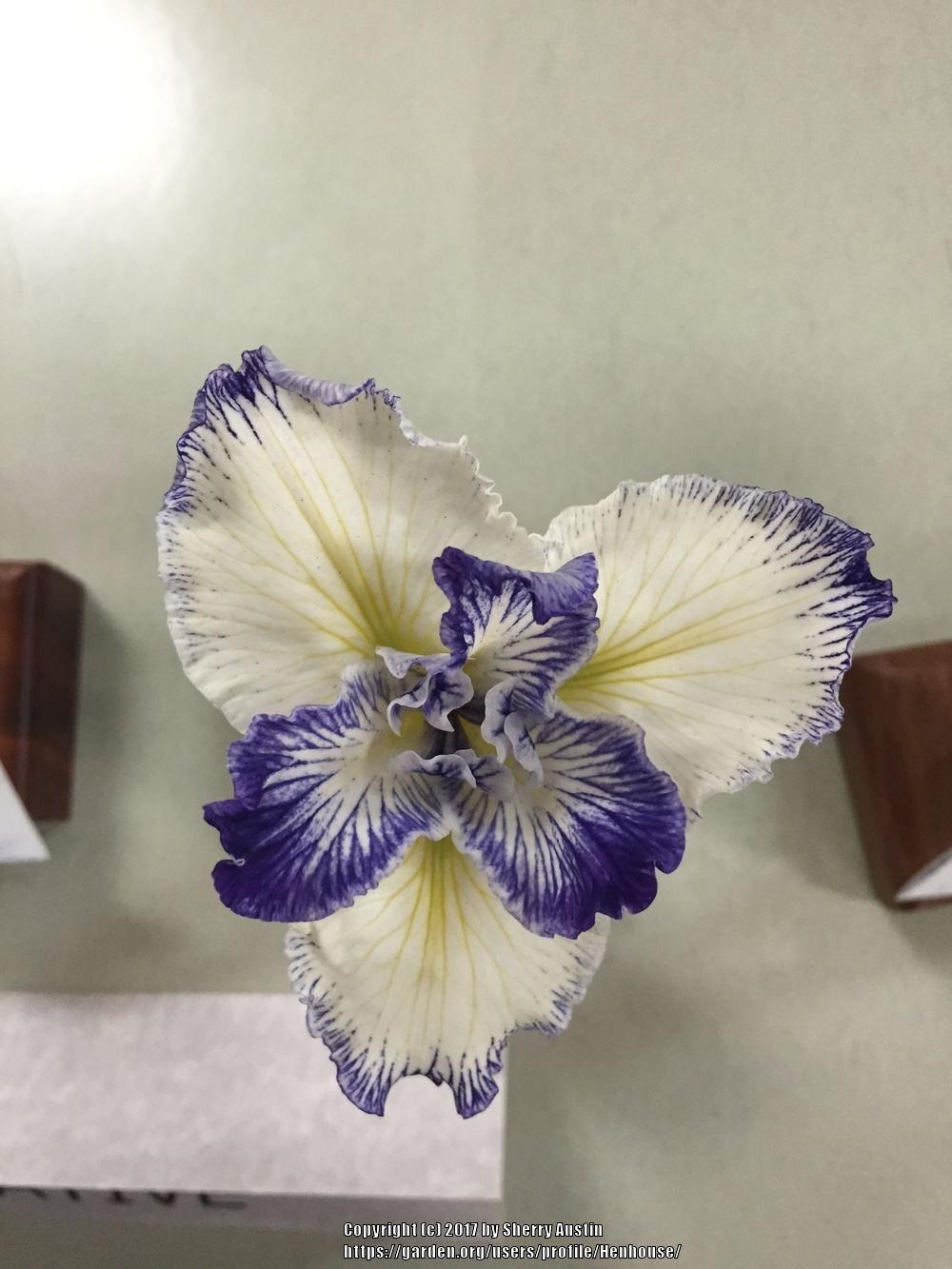 Pacific Coast Iris (Iris 'Like Clockwork') in the Irises Database ...
