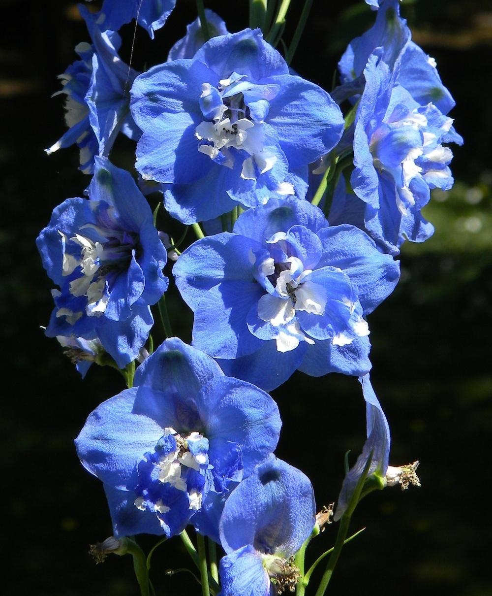Delphiniums: Plant Care and Collection of Varieties - Garden.org