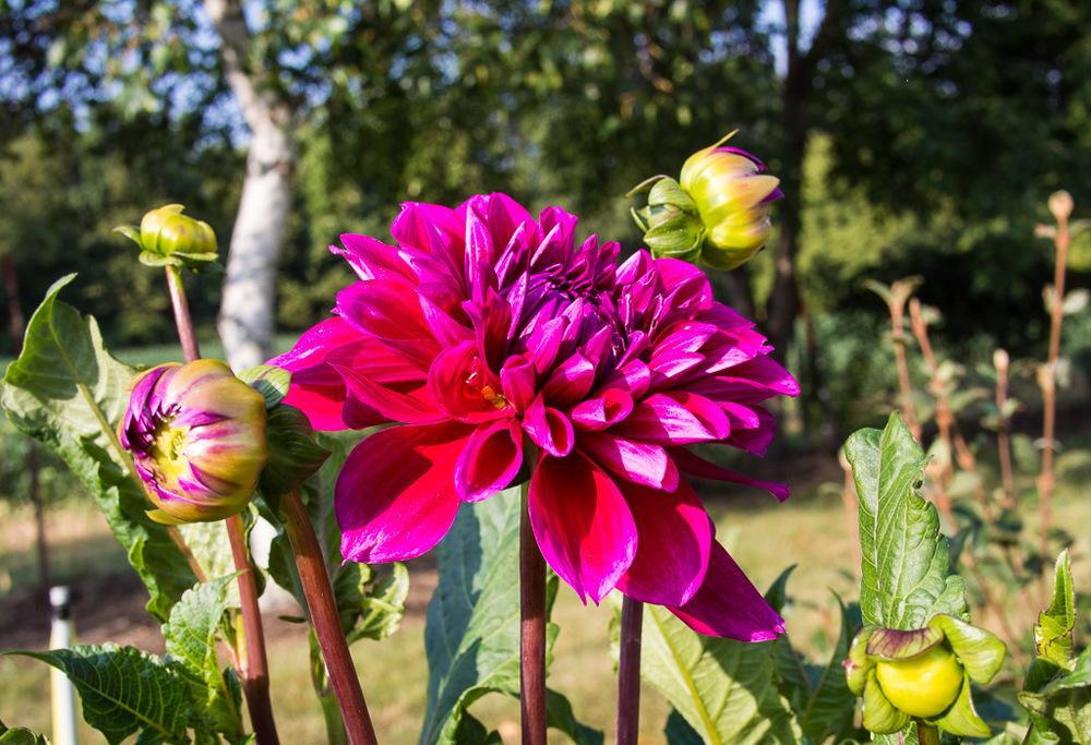 Dahlia 'Purplicious', 2017 in the Dahlias forum - Garden.org