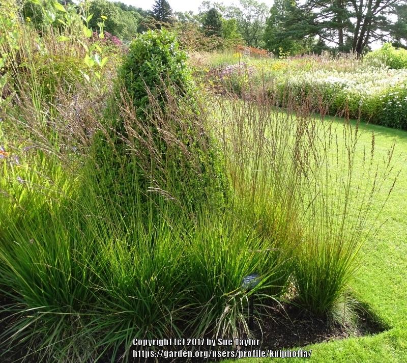 Photo of the entire plant of Purple Moor Grass (Molinia caerulea 'Edith ...