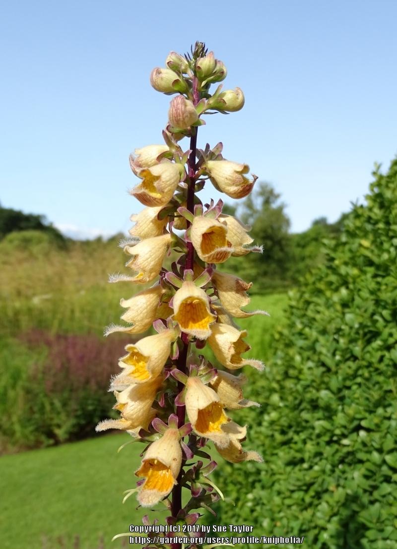 Photo of the bloom of Rusty Foxglove (Digitalis ferruginea) posted by ...
