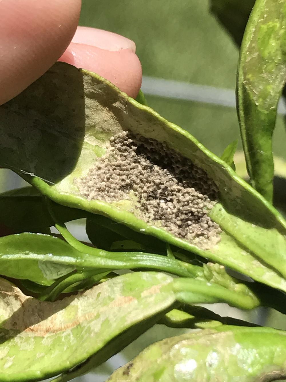 Insect frass on citrus? in the Insect and Bug ID forum - Garden.org