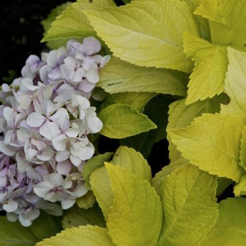 Bigleaf Hydrangea (Hydrangea macrophylla 'Lemon Daddy') in the ...