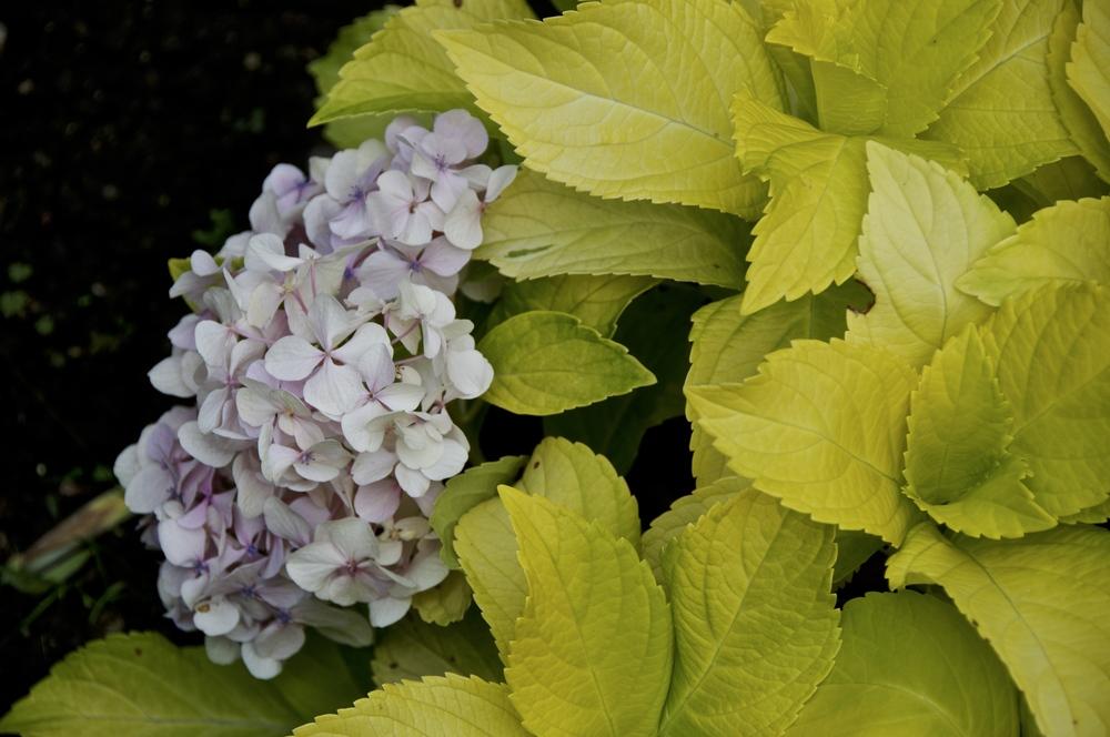Bigleaf Hydrangea (Hydrangea macrophylla 'Lemon Daddy') in the ...