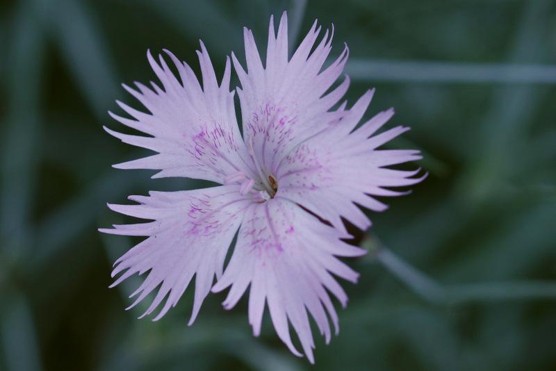 Dianthus (Dianthus tristis) in the Dianthus Database - Garden.org