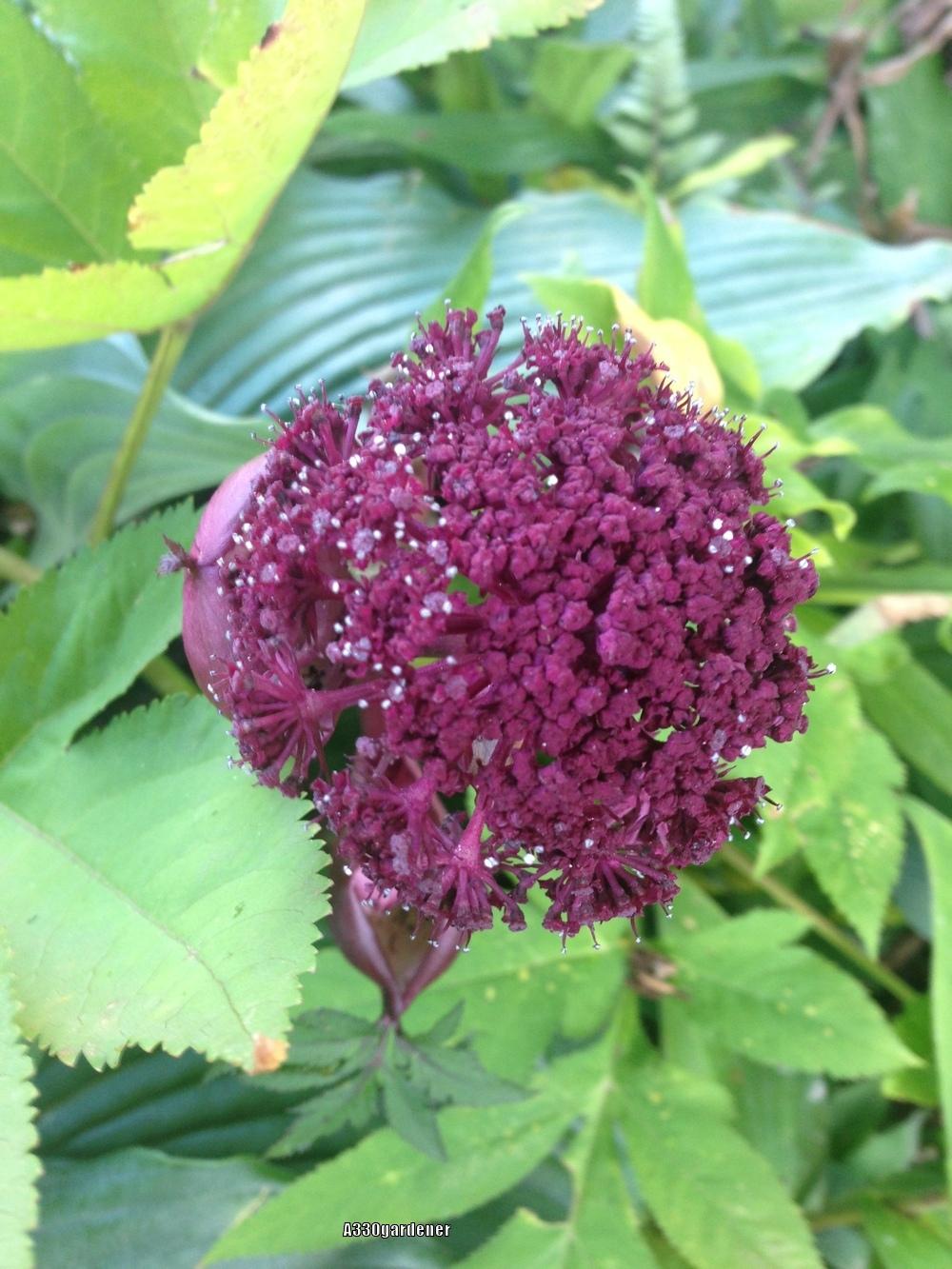 Photo of the bloom of Purple Angelica (Angelica gigas) posted by ...