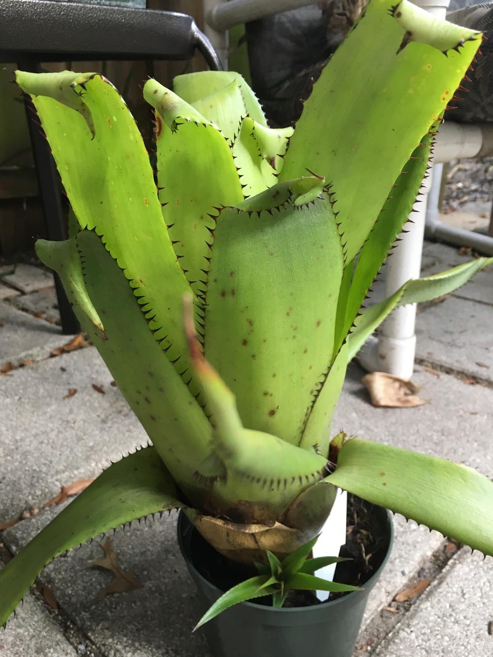 Bromeliad (Aechmea triangularis) - Garden.org