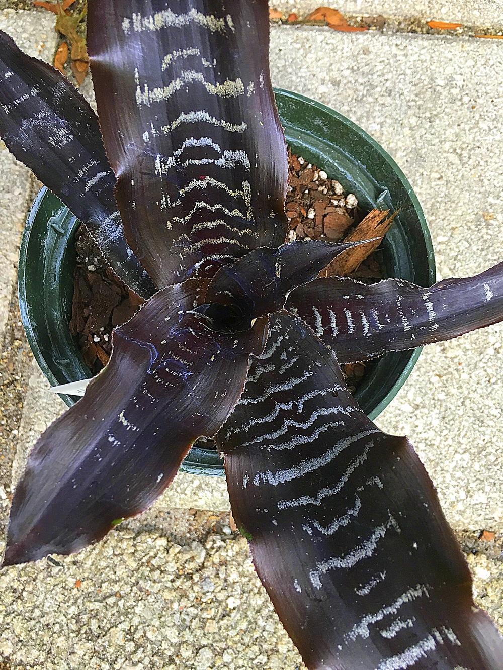 Earth Star (Cryptanthus 'McDreamy') - Garden.org