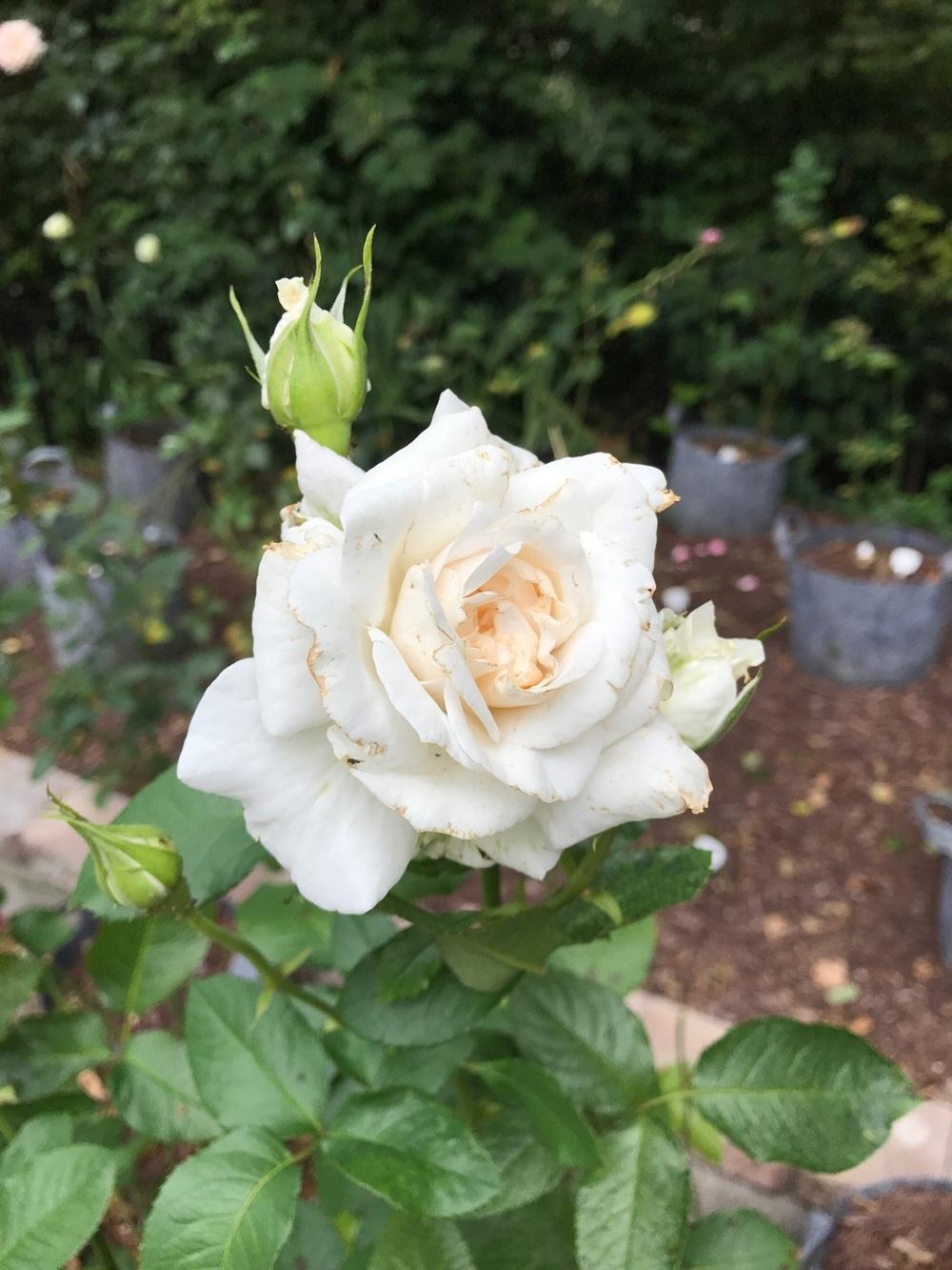 Rose (Rosa 'Maria Shriver') in the Roses Database - Garden.org