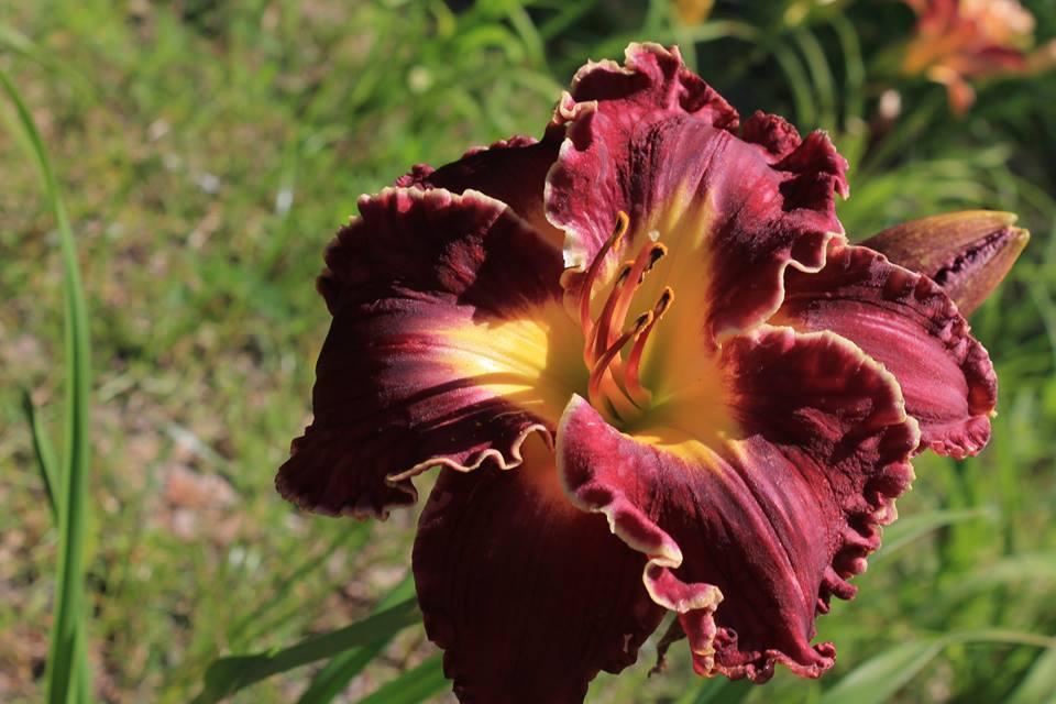 Amy Kinsey Rima in Amy Kinsey Rima - Garden.org