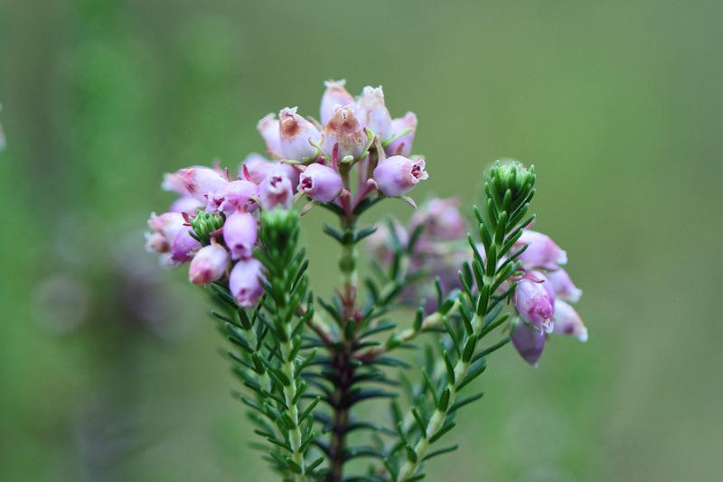 Heath (Erica terminalis) - Garden.org