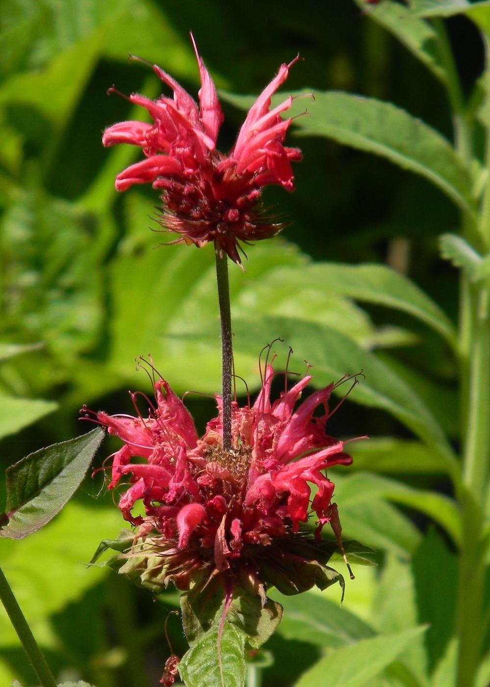 Monarda with smaller blossoms coming from bigger bloom - Knowledgebase ...