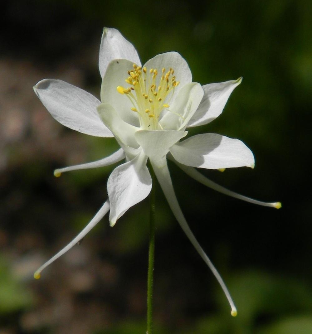Columbines: Plant Care and Collection of Varieties - Garden.org