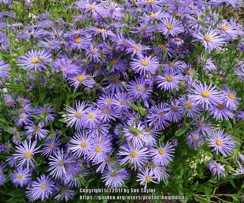 Asters: Plant Care and Collection of Varieties - Garden.org