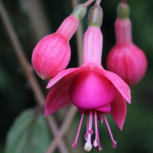 Fuchsia 'Phyllis' in the Fuchsias Database - Garden.org