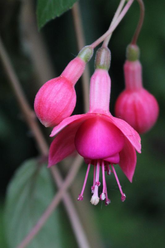 Fuchsia 'Phyllis' in the Fuchsias Database - Garden.org