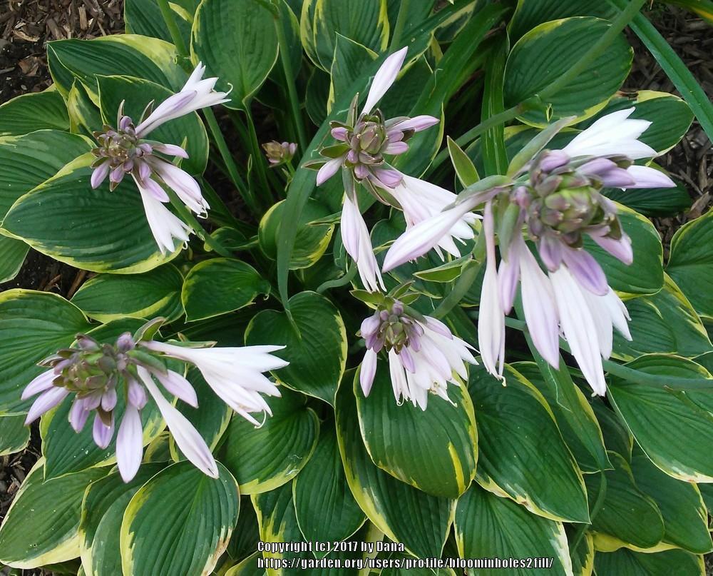 Hosta 'Queen Josephine' in the Hostas Database - Garden.org