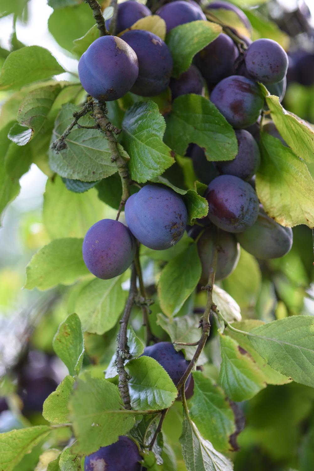 European Plum (Prunus domestica 'Victoria') in the Plums Database ...