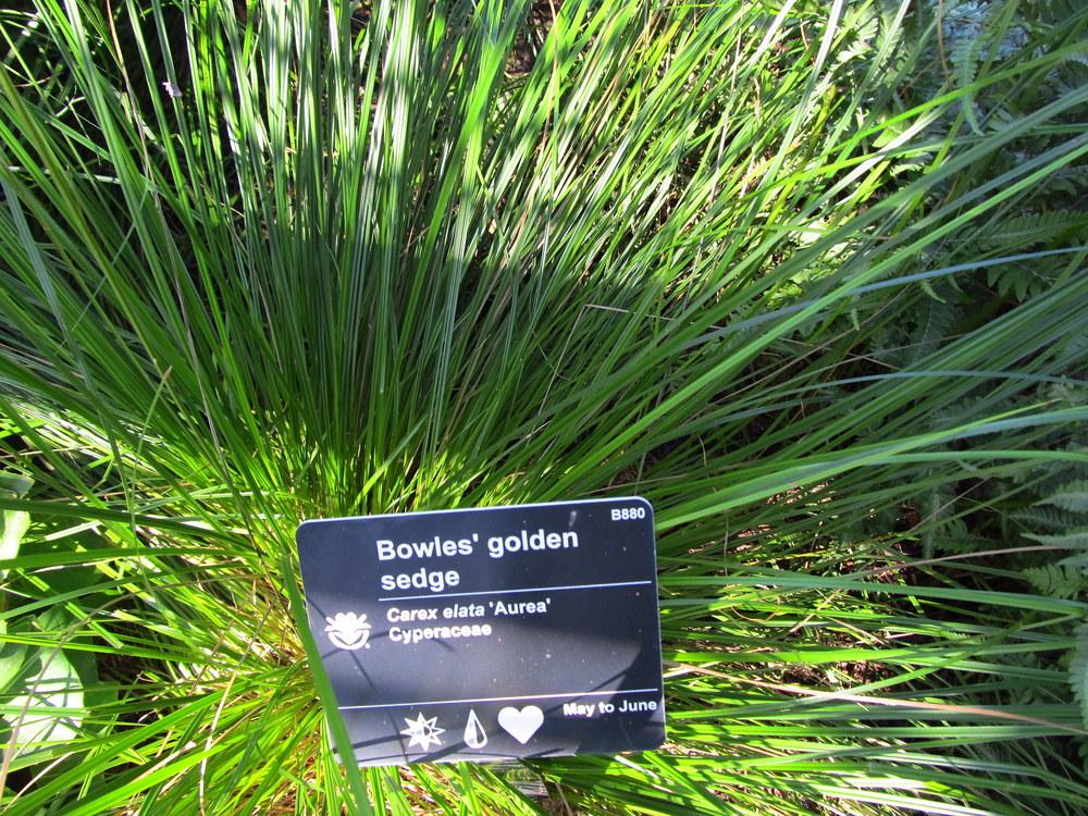Sedges: Plant Care and Collection of Varieties - Garden.org