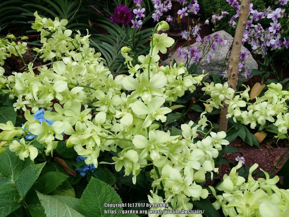 Singapore 2017 in the Orchids forum - Garden.org