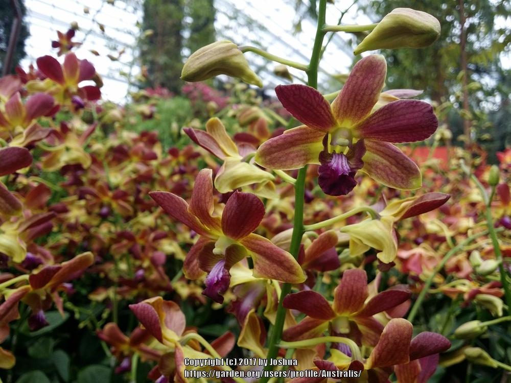 Singapore 2017 in the Orchids forum - Garden.org