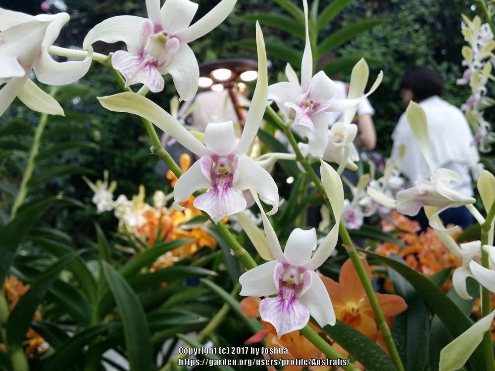 Orchid (Dendrobium Lorrie Mortimer) - Garden.org