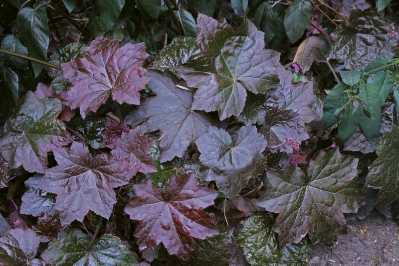 Coral Bells: Plant Care and Collection of Varieties - Garden.org